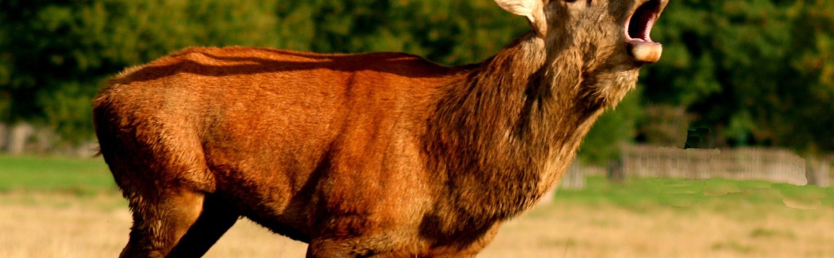Chasse - La Fondation Droit Animal, Ethique et Sciences