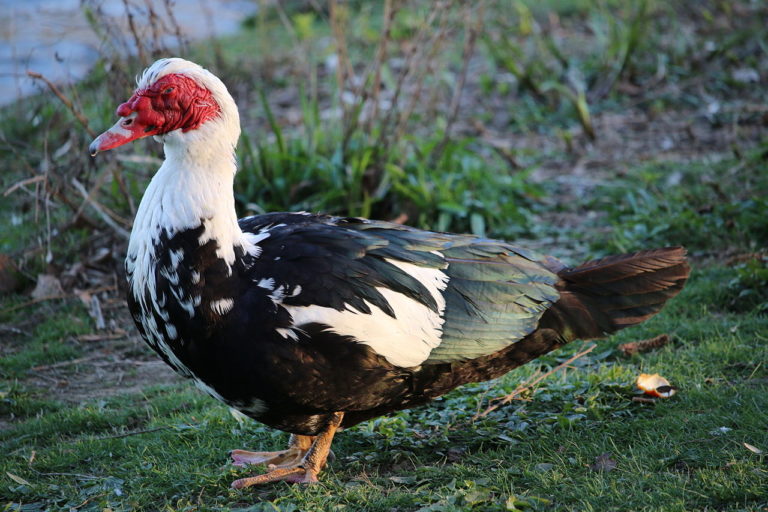 Prix D Un Canard De Barbarie