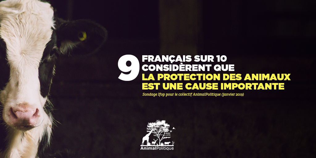 9 Français sur 10 considèrent que la protection des animaux est une ...
