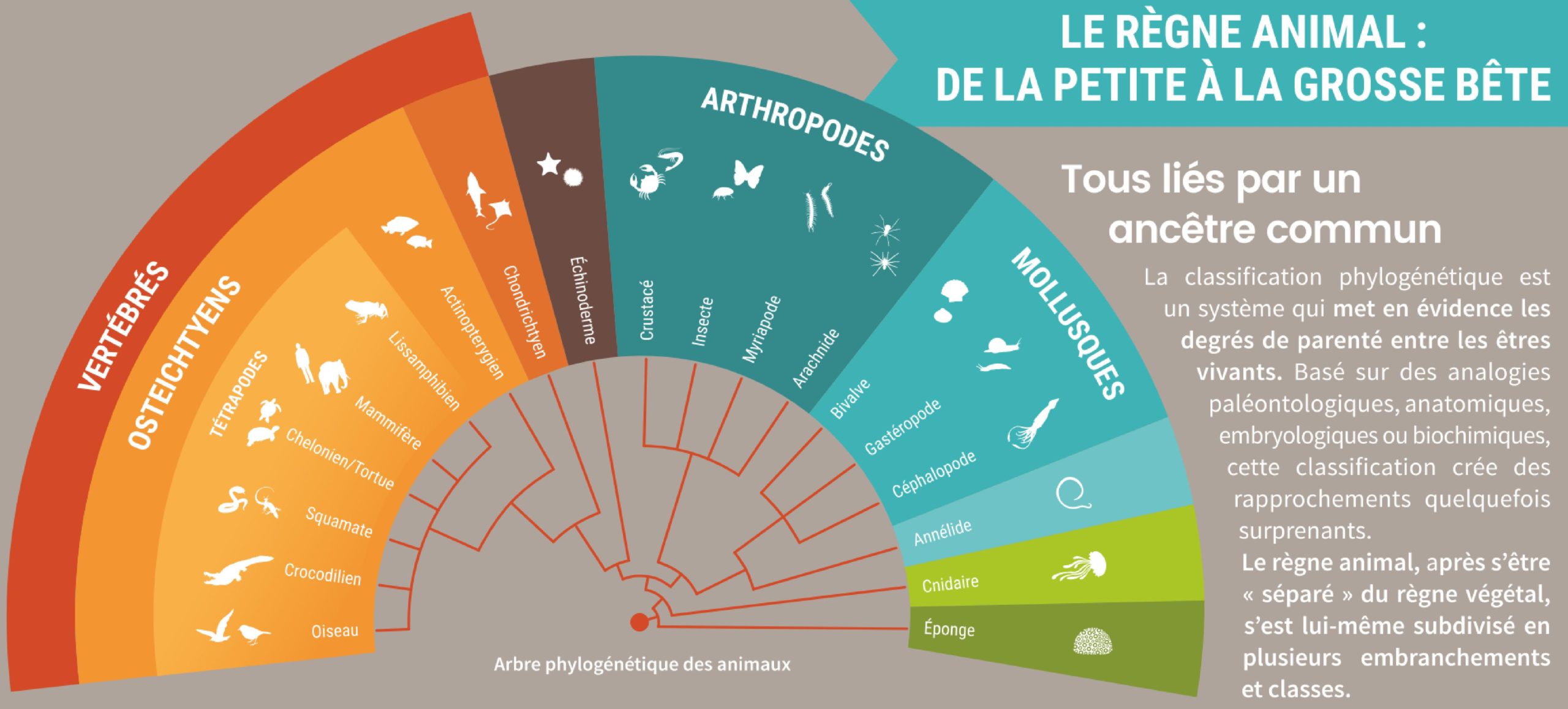 arbre phylo - La Fondation Droit Animal, Ethique et Sciences