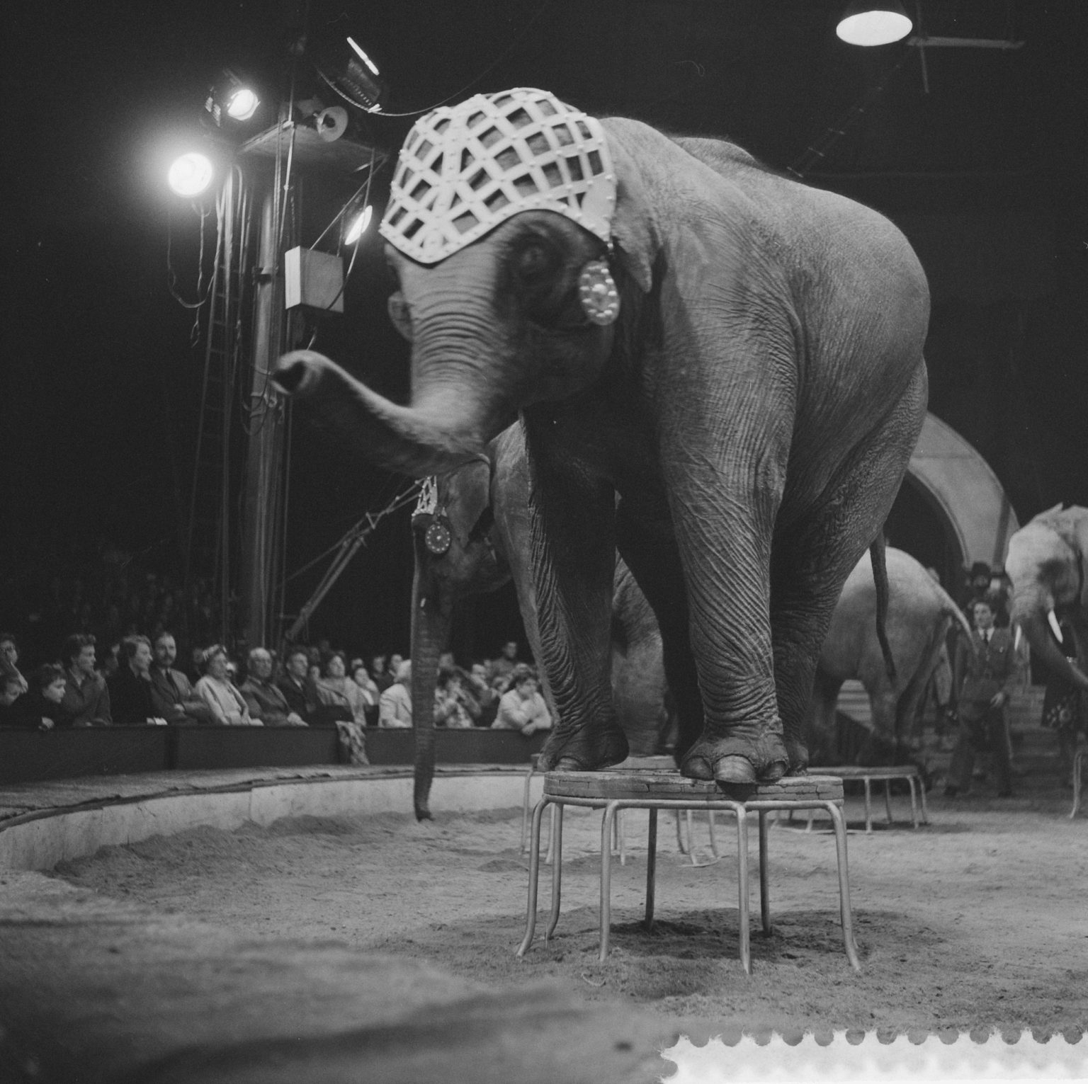 Circus elephant - La Fondation Droit Animal, Ethique et Sciences