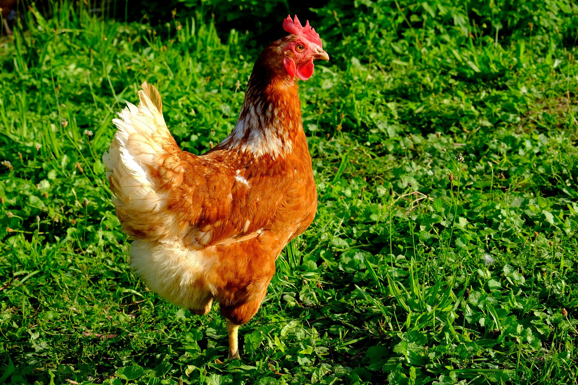 Poulets - La Fondation Droit Animal, Ethique et Sciences