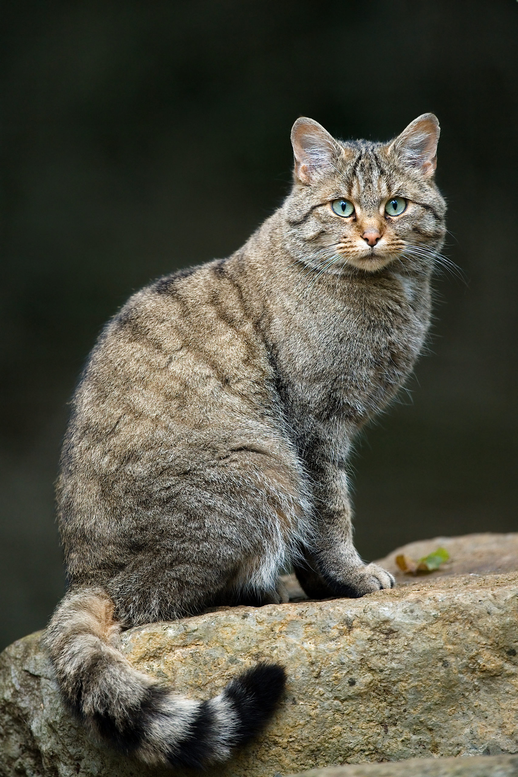 Distinguer le statut juridique des animaux domestiques et sauvages