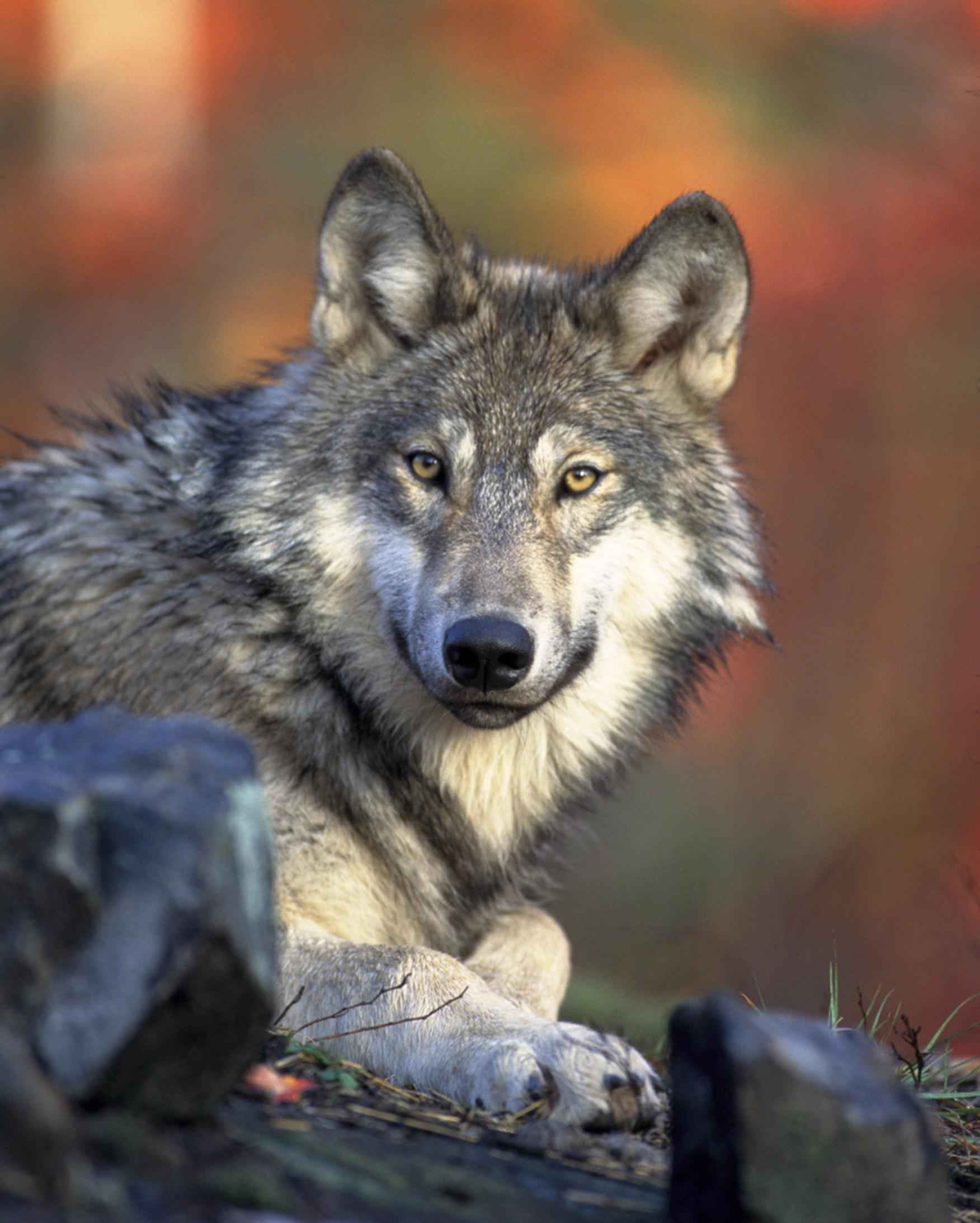 Jusqu'à 21% des loups pourront être tués chaque année en France