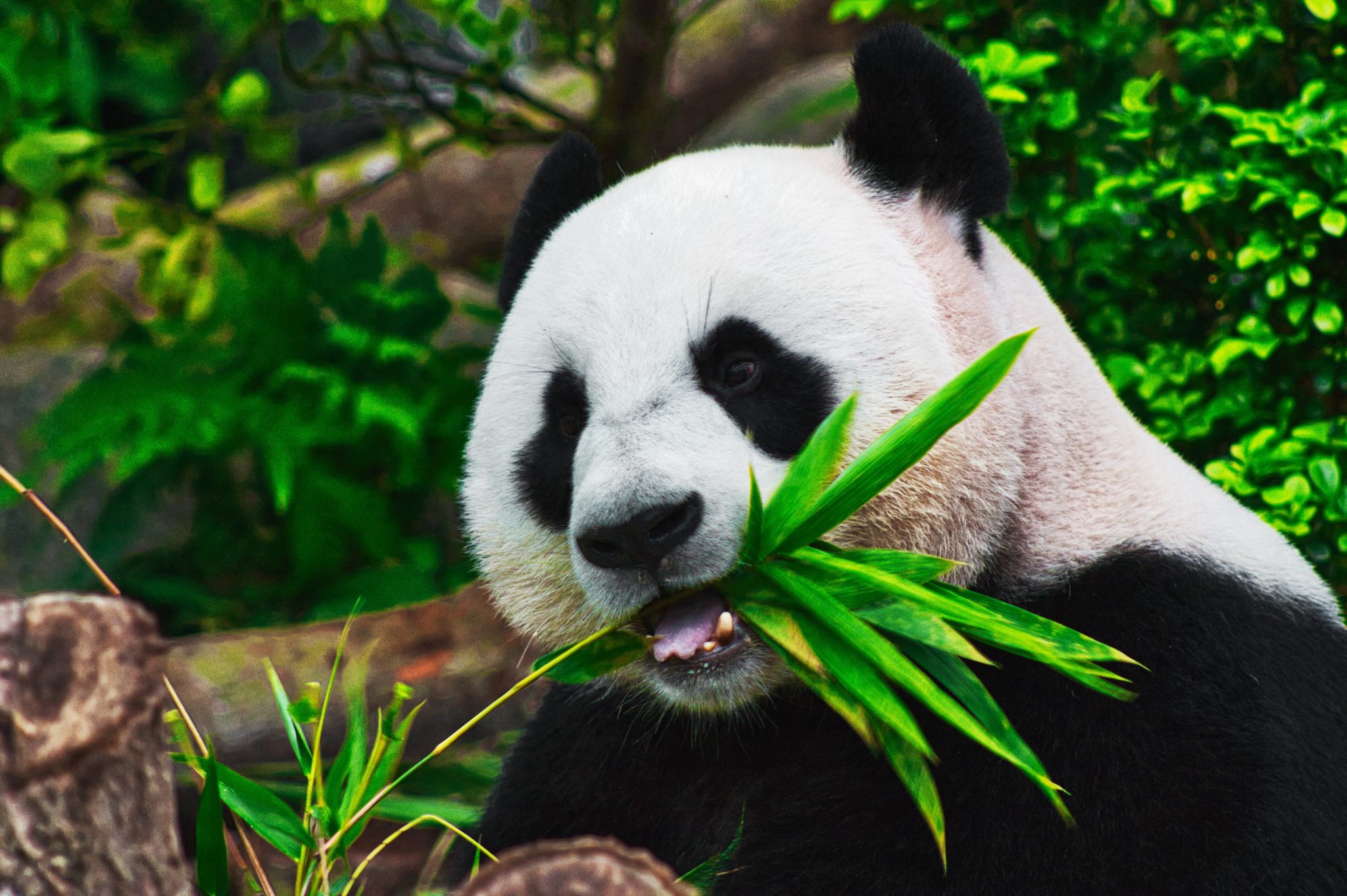Conservation La Sauvegarde Du Panda G ant Est elle Utile 