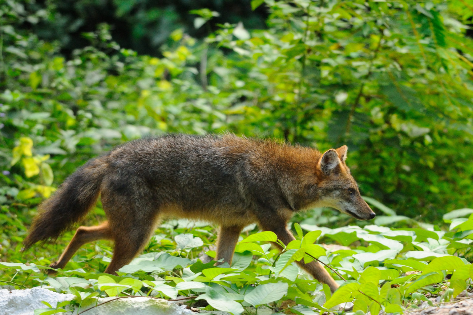 Le chacal doré: un nouveau grand prédateur en France