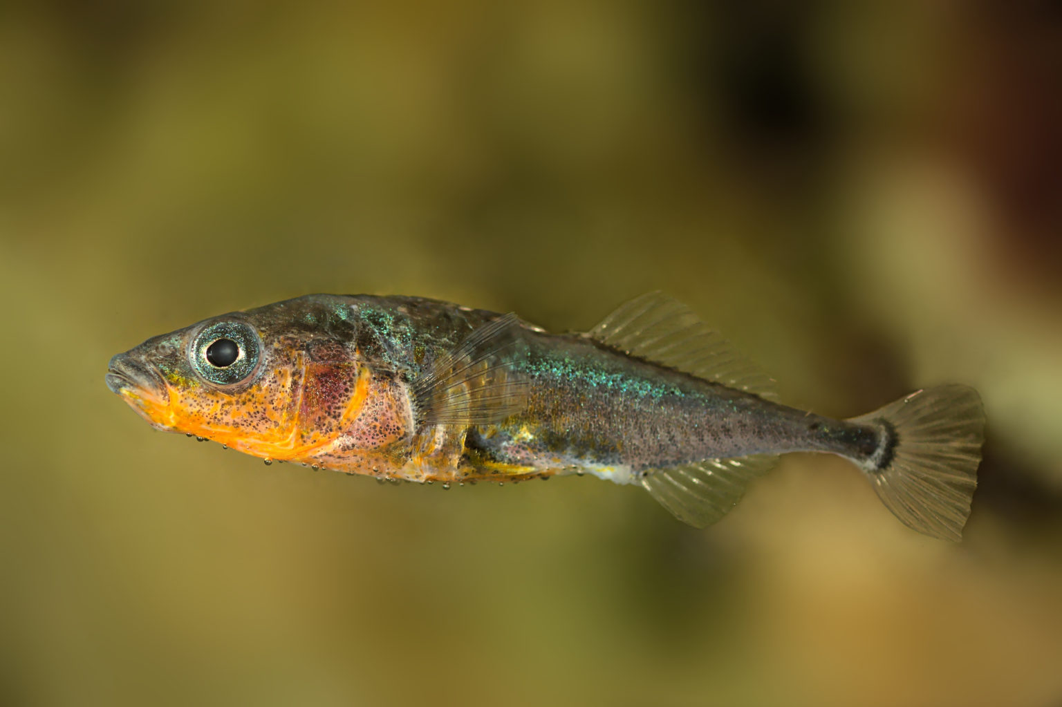 Gasterosteus aculeatus - Epinoche - Three-spined stickleback - La ...