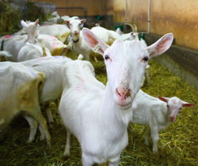 Le bien-être des chèvres en élevage