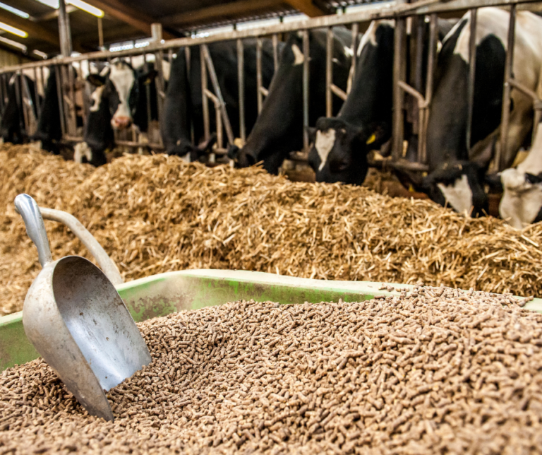 Protéines animales dans l'alimentation de l'élevage: quels enjeux?