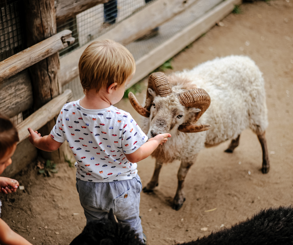 Enfin le respect de l’animal à l’école