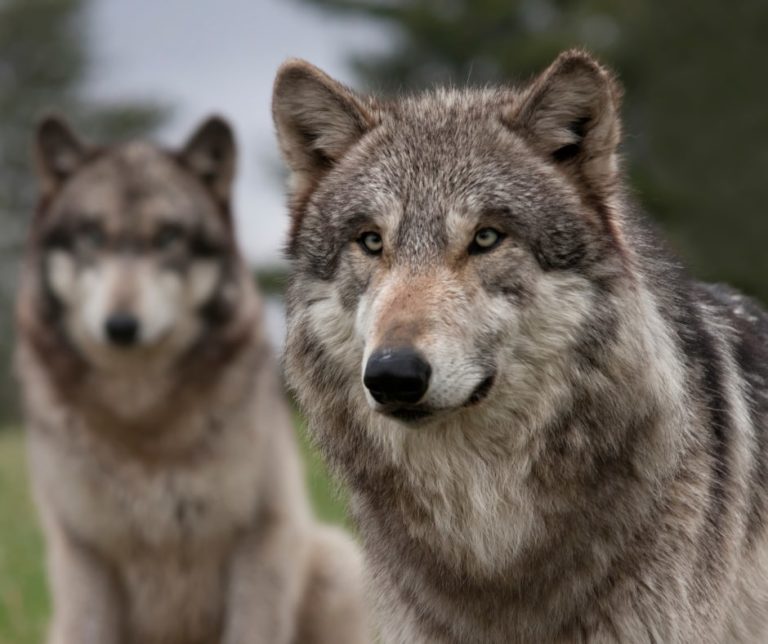 Plus de loups, moins d’attaques, mais un statut de protection en danger