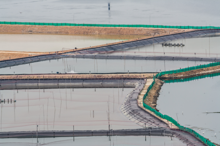 Le bien-être des crevettes en aquaculture: quels sont les facteurs clés?