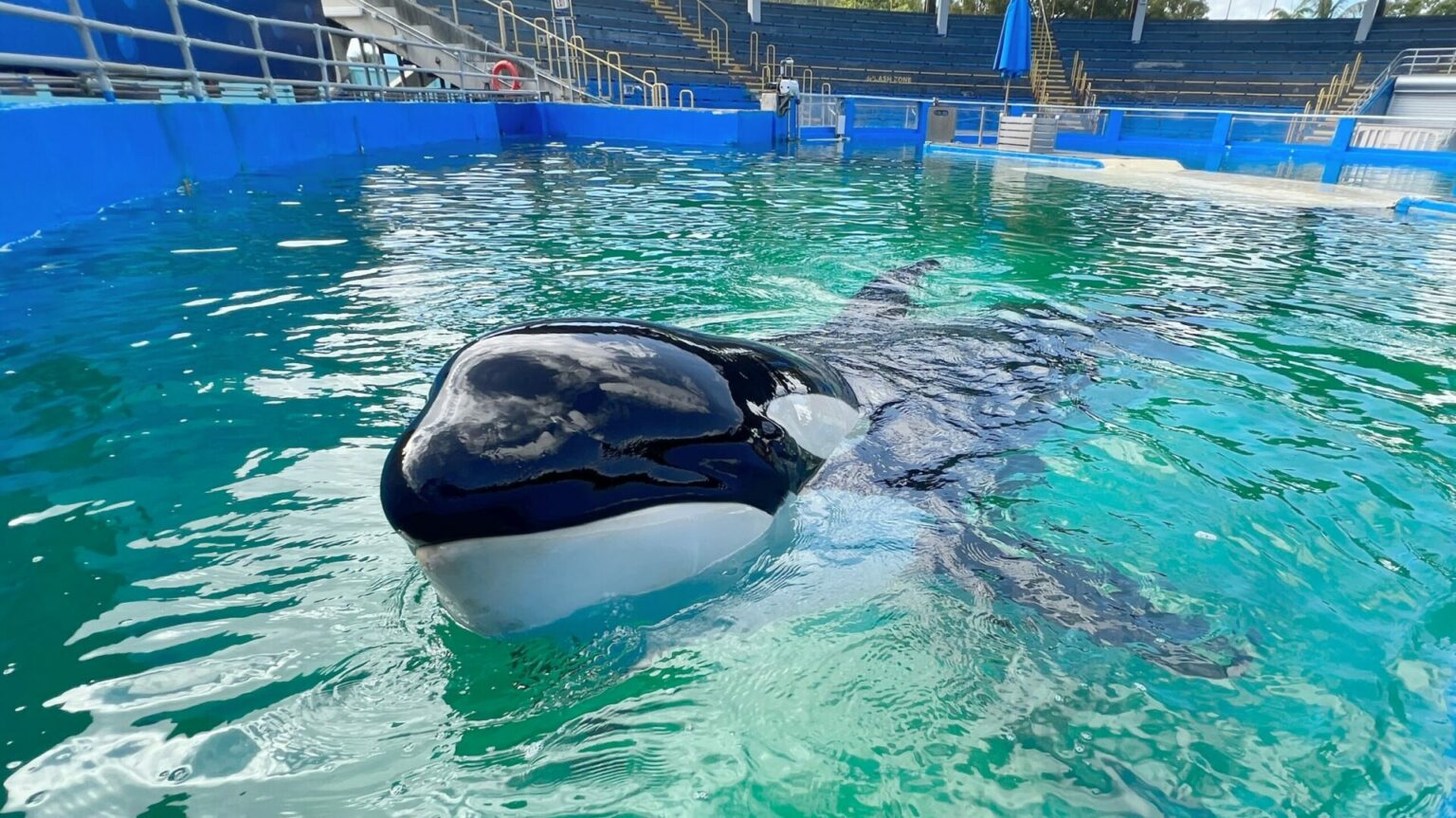 L'orque Lolita ne retrouvera pas la liberté - La Fondation Droit Animal, Ethique et Sciences