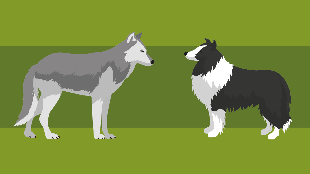 La domestication des animaux (Panneau 10) - La Fondation Droit Animal ...