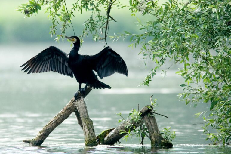 grand cormoran - La Fondation Droit Animal, Ethique et Sciences